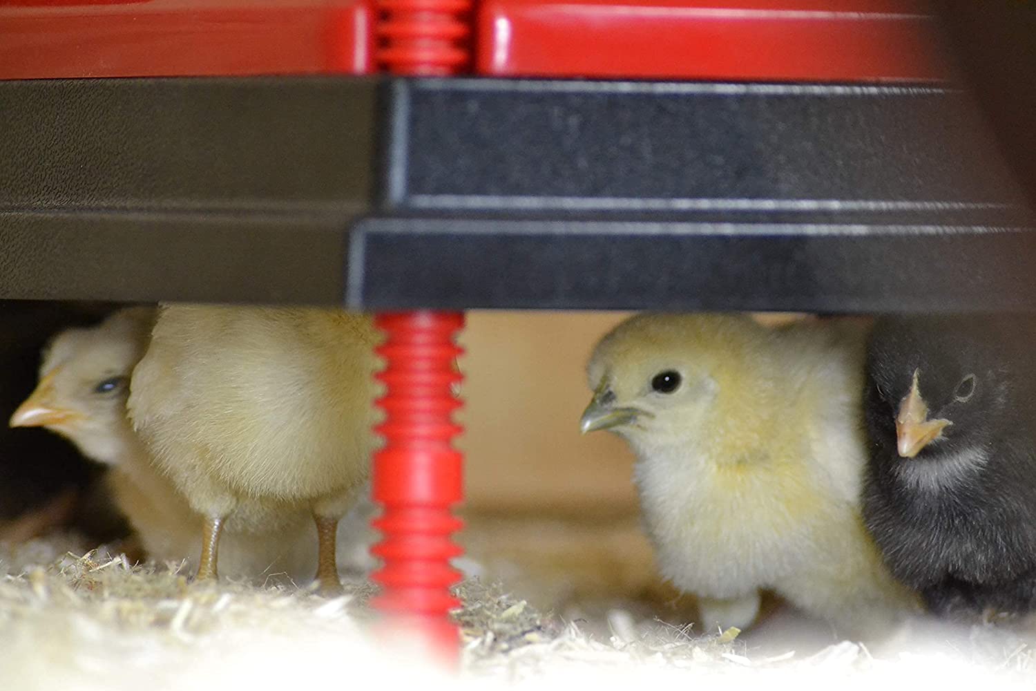 Hantop Chick Brooder Heating Plate (10" x 10") with Comfort Feathers ...